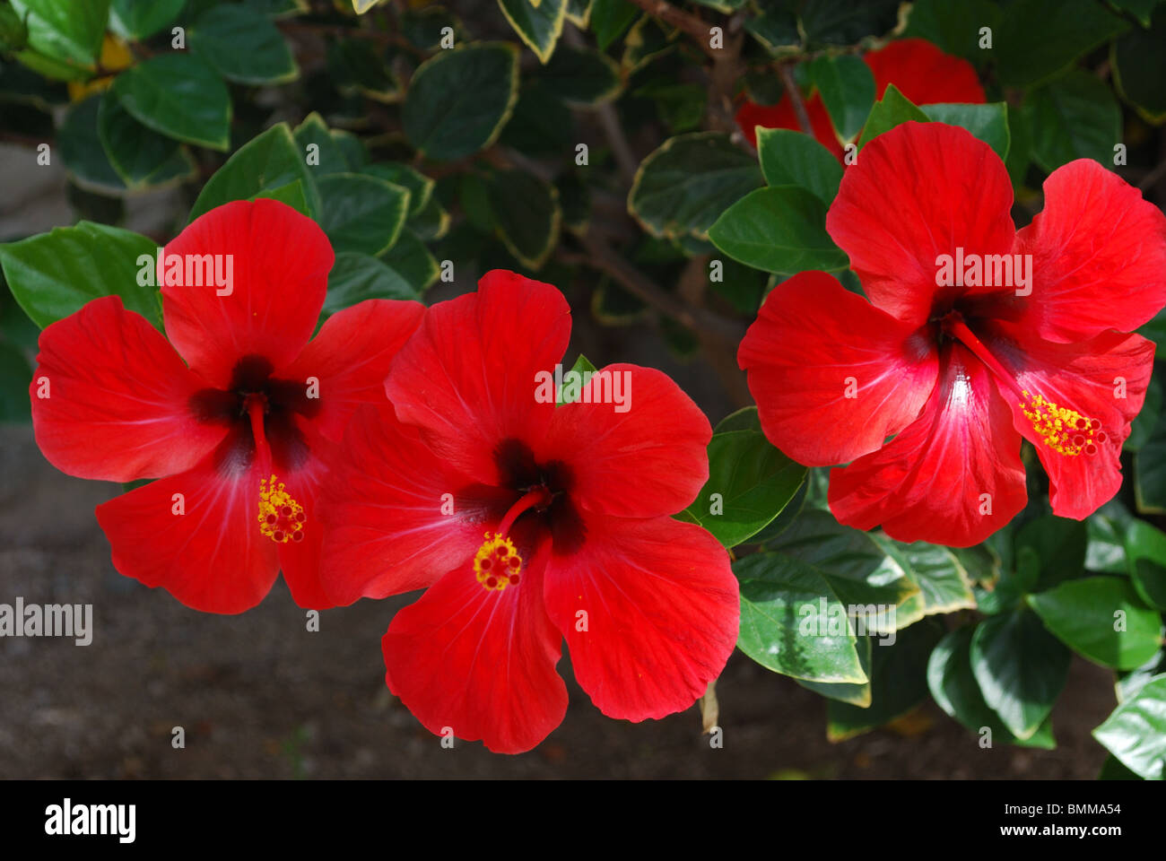 Red hibiscus spain hi-res stock photography and images - Alamy
