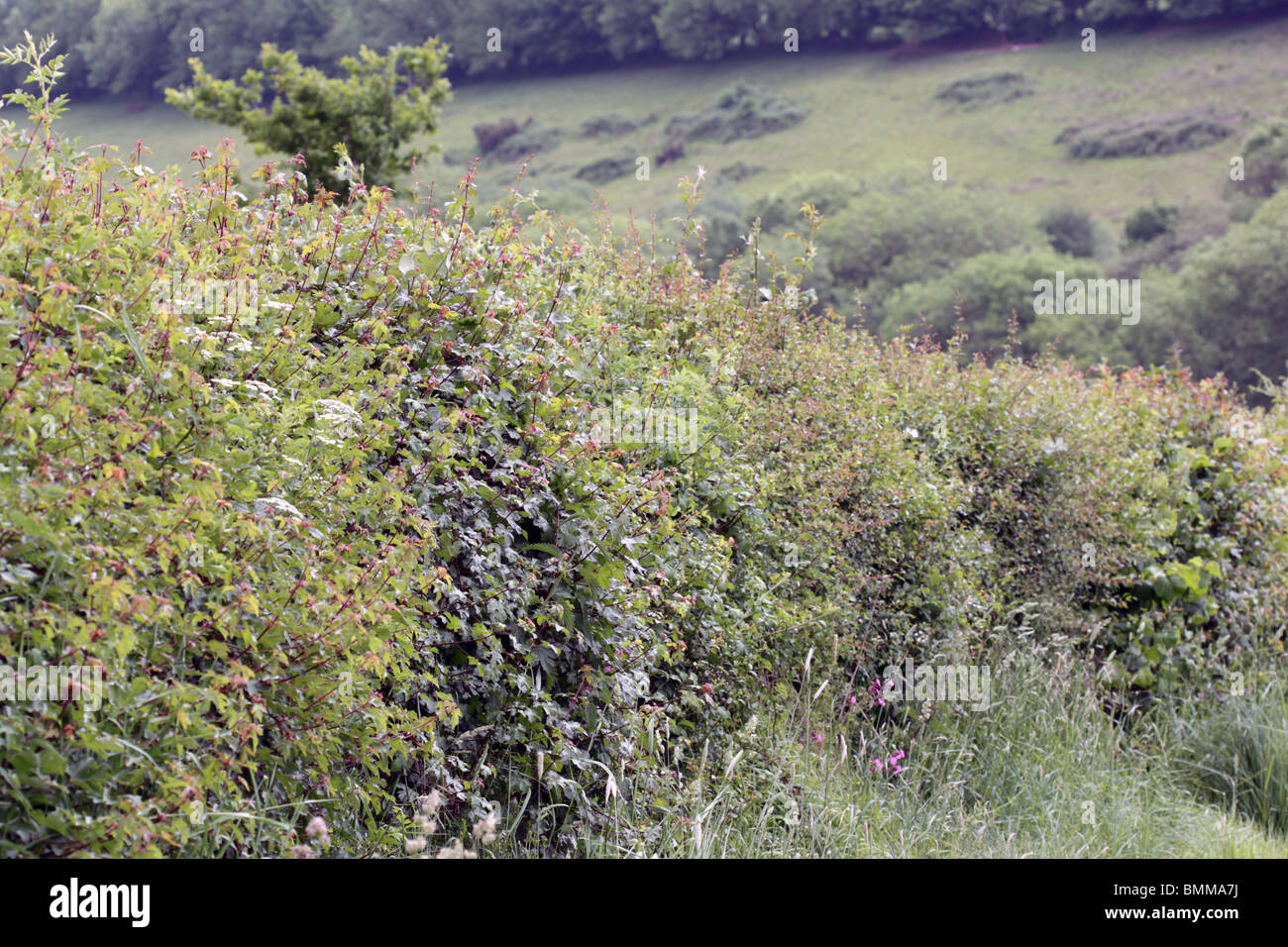 English hedgerow in May/June Stock Photo - Alamy