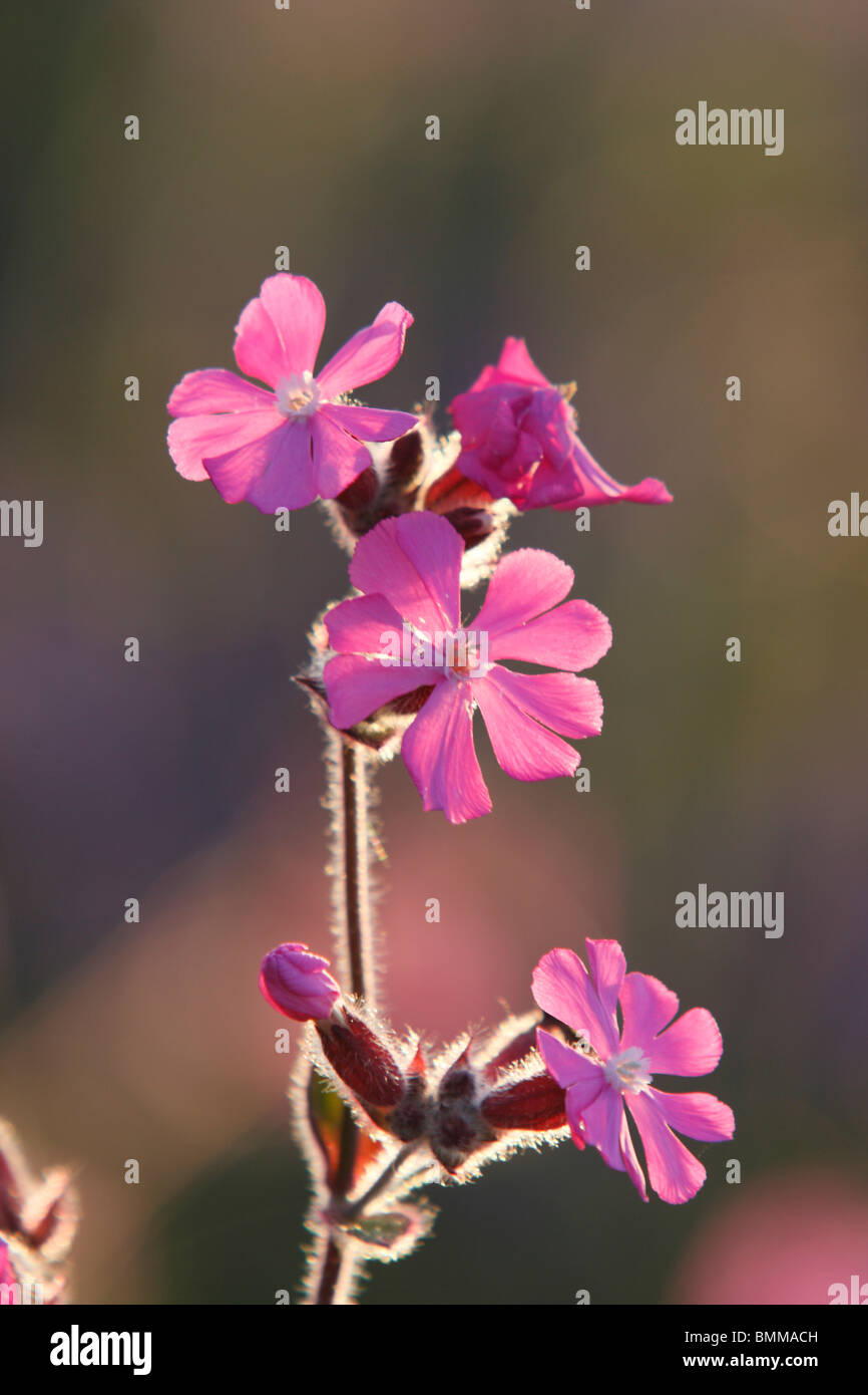 Red Campion flowers Stock Photo - Alamy