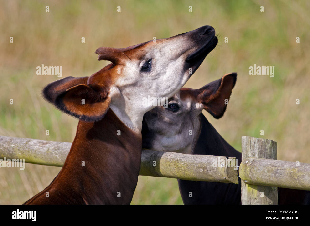 Okapis bonding hi-res stock photography and images - Alamy