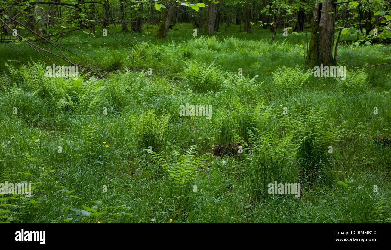 Fern glade reserve hi-res stock photography and images - Alamy