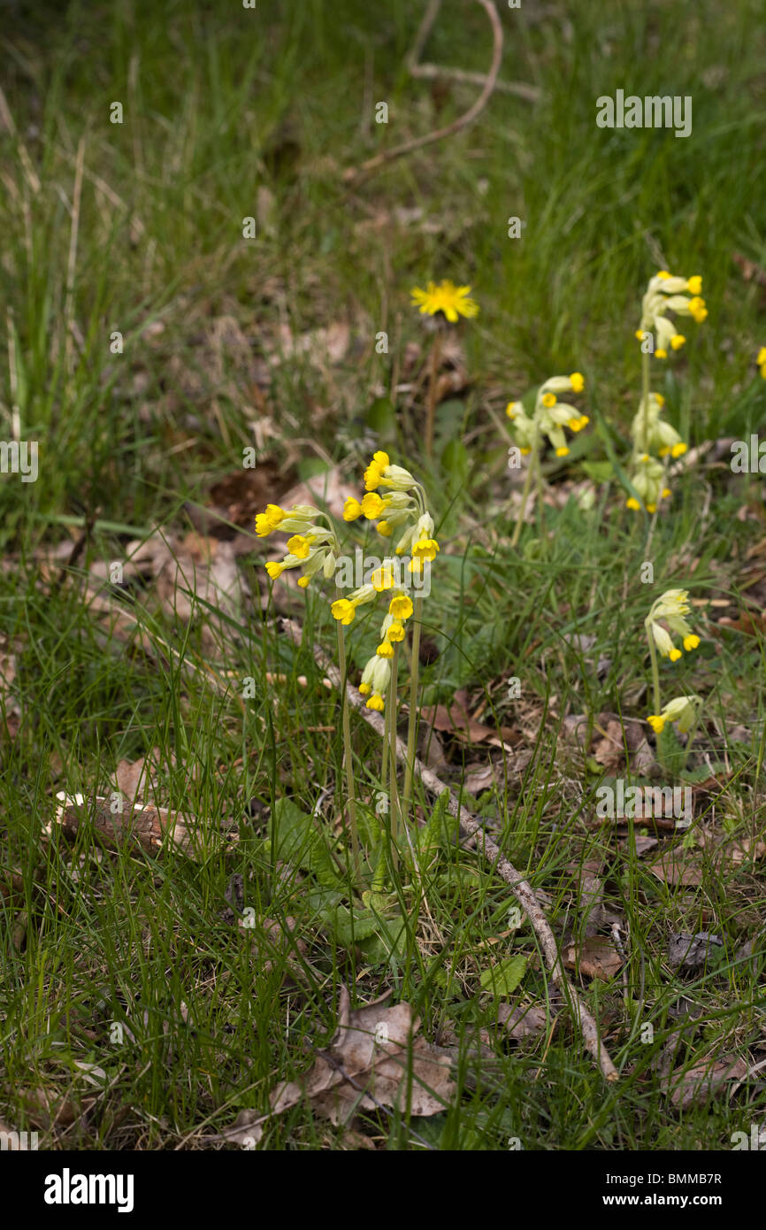 Cowslip Middlewood Way Poynton Cheshire England Stock Photo - Alamy