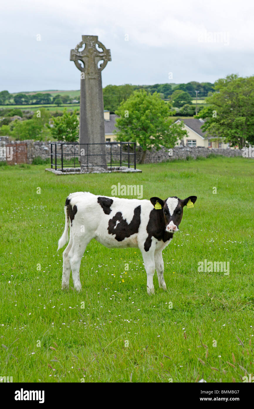 Burren ireland cow hi-res stock photography and images - Alamy