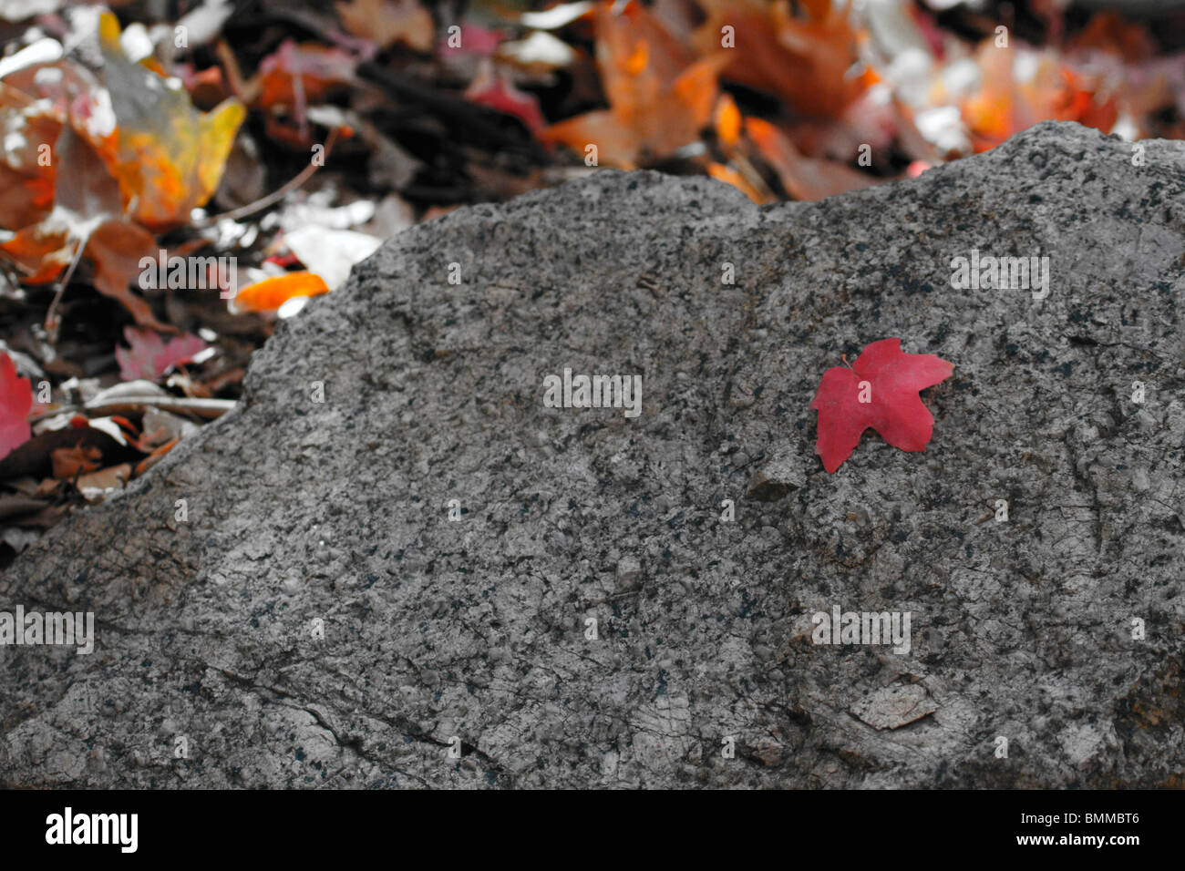 Red fall leaf on rock hi-res stock photography and images - Alamy