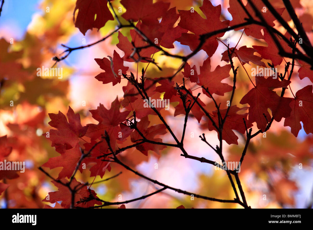 Bigtooth maple leaf hi-res stock photography and images - Alamy
