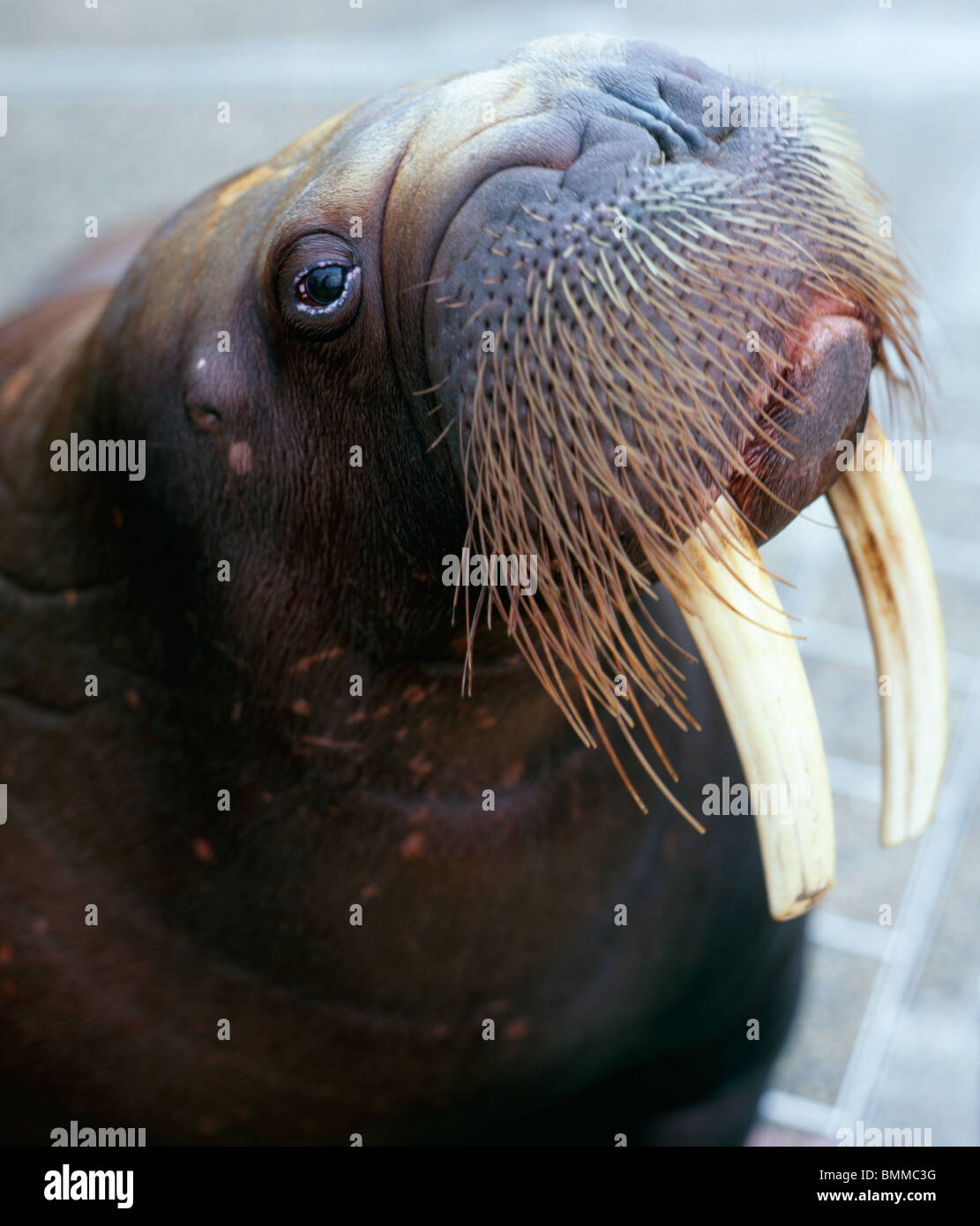 Walrus, Umitamago Aquarium, Oita, Japan Stock Photo - Alamy