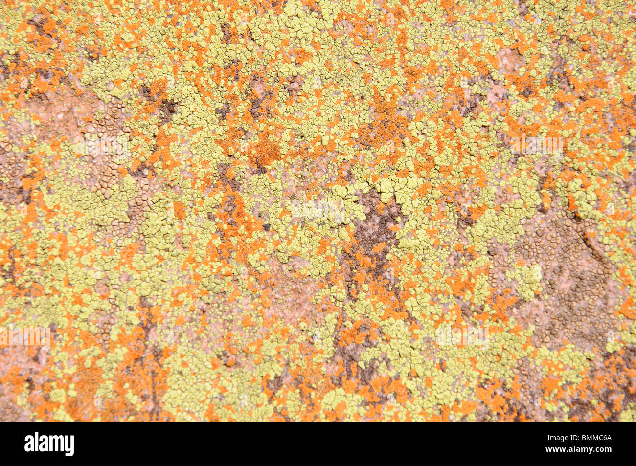 Rock stone surface microorganisms microorganism texas hill country hi ...