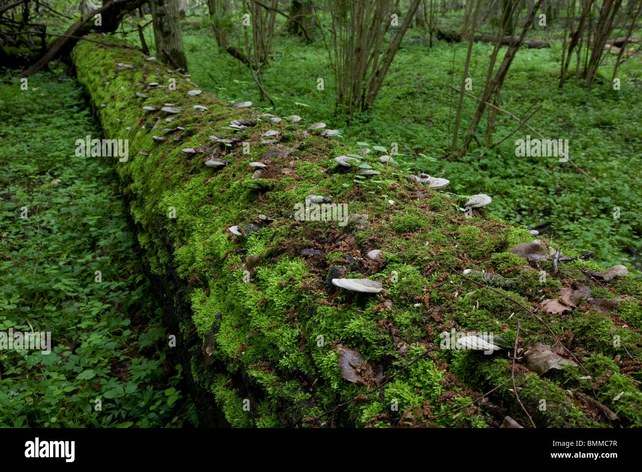 Broken tree log lying moss covered with lot of fungi Stock Photo - Alamy