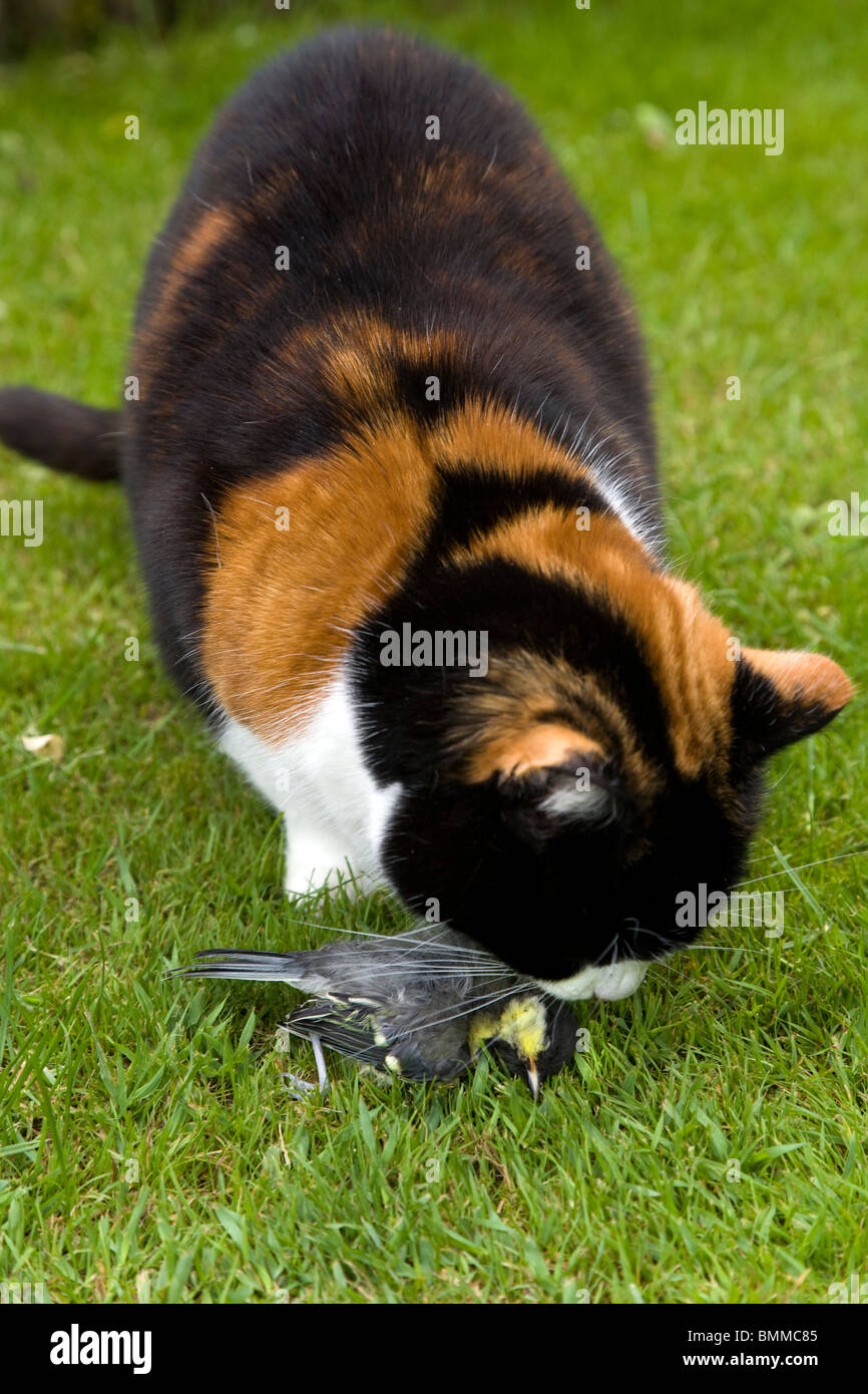 A DOMESTIC CAT WITH A BIRD IT CAUGHT Stock Photo - Alamy