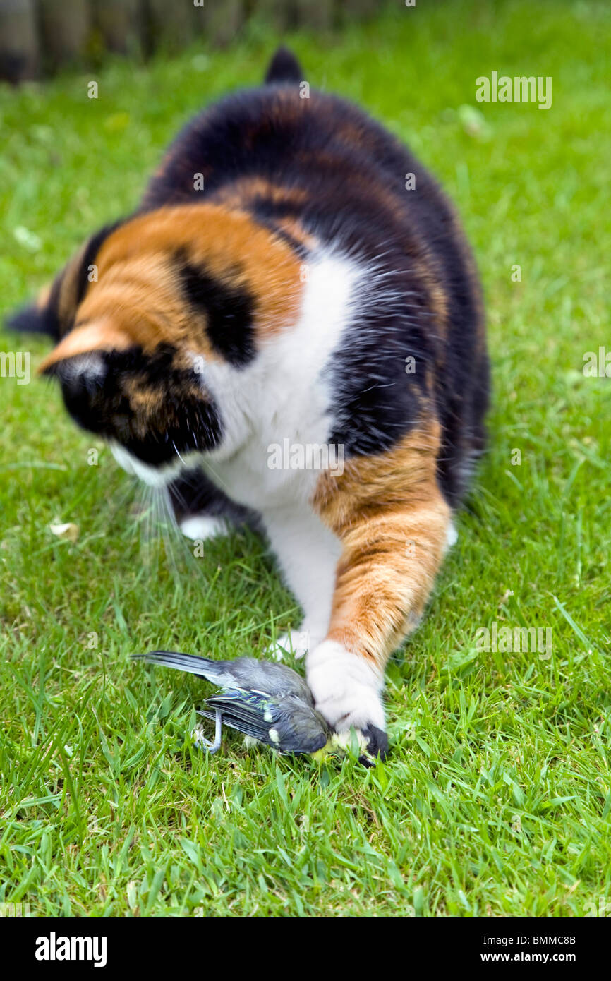 A DOMESTIC CAT WITH A BIRD IT CAUGHT Stock Photo - Alamy