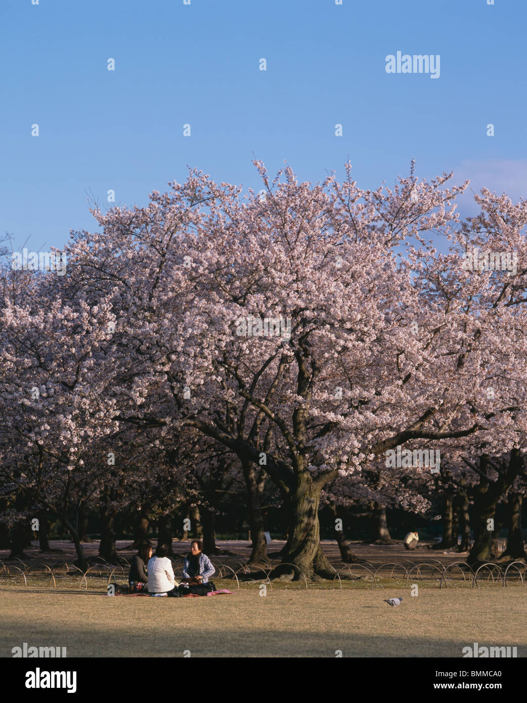A japanese garden located hi-res stock photography and images - Alamy