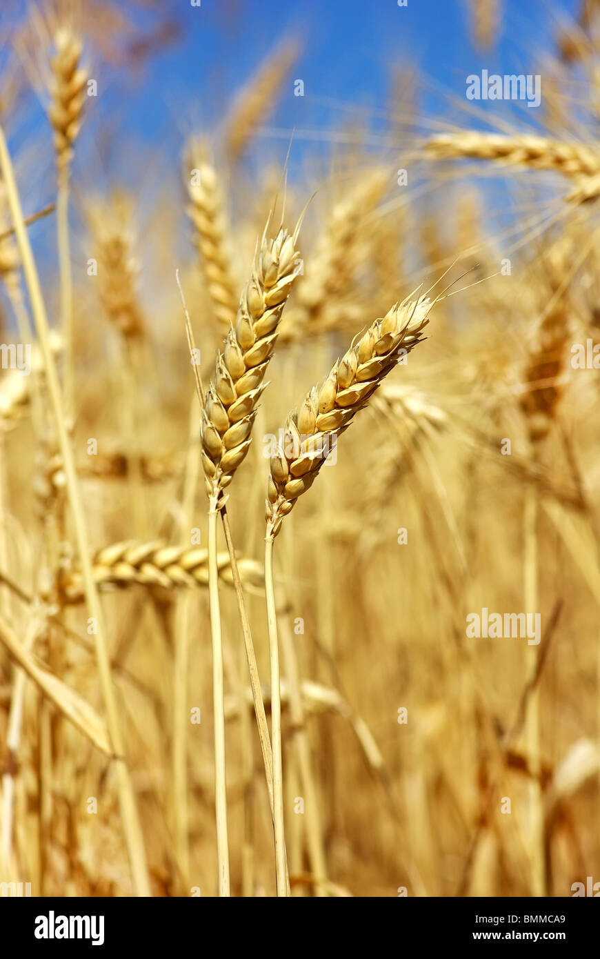 Yellow spikes in field Stock Photo - Alamy