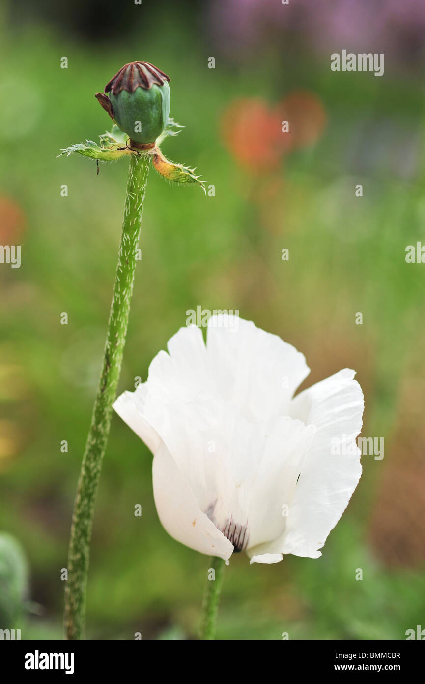 White papaver hi-res stock photography and images - Alamy