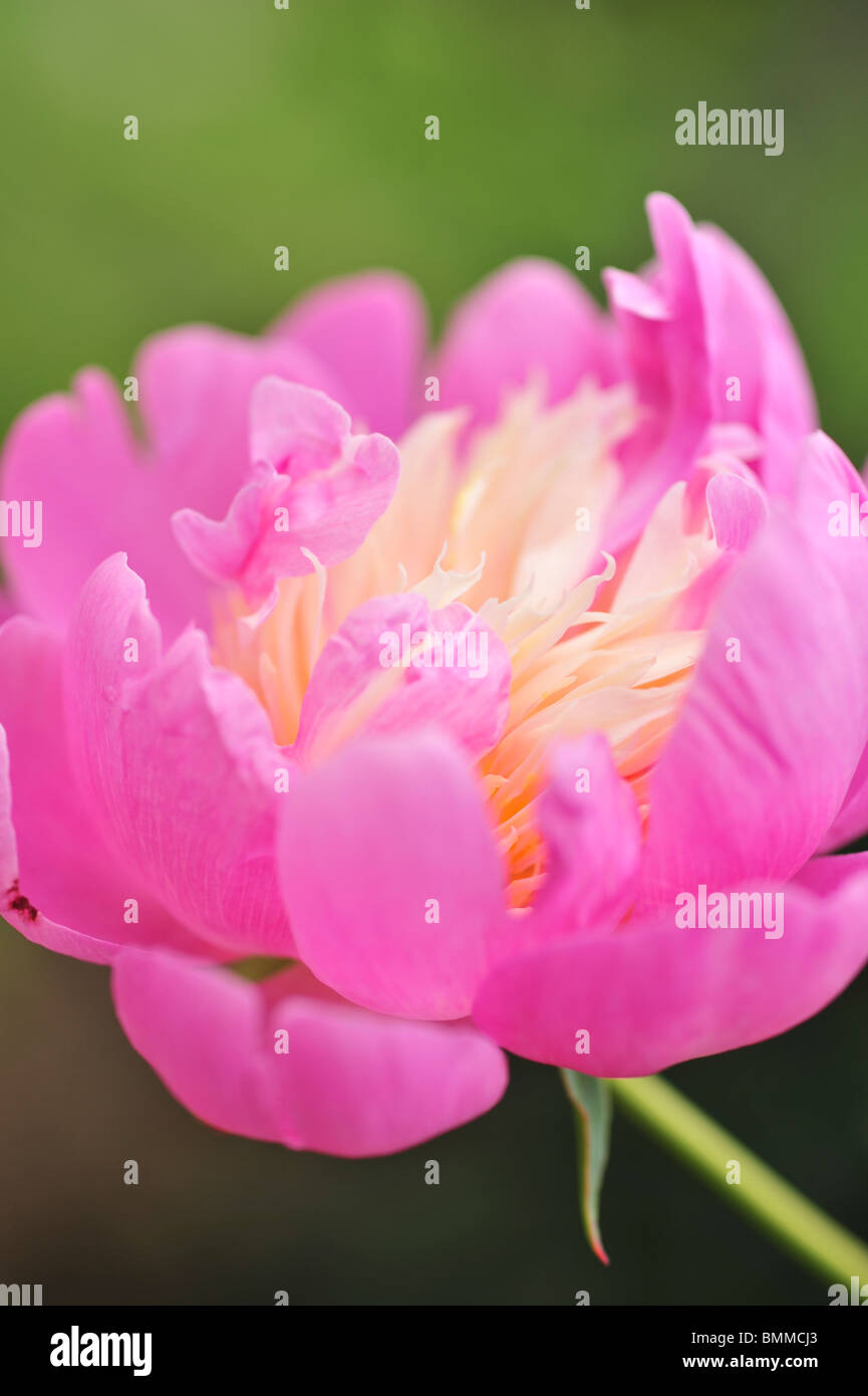 Paree hi-res stock photography and images - Alamy
