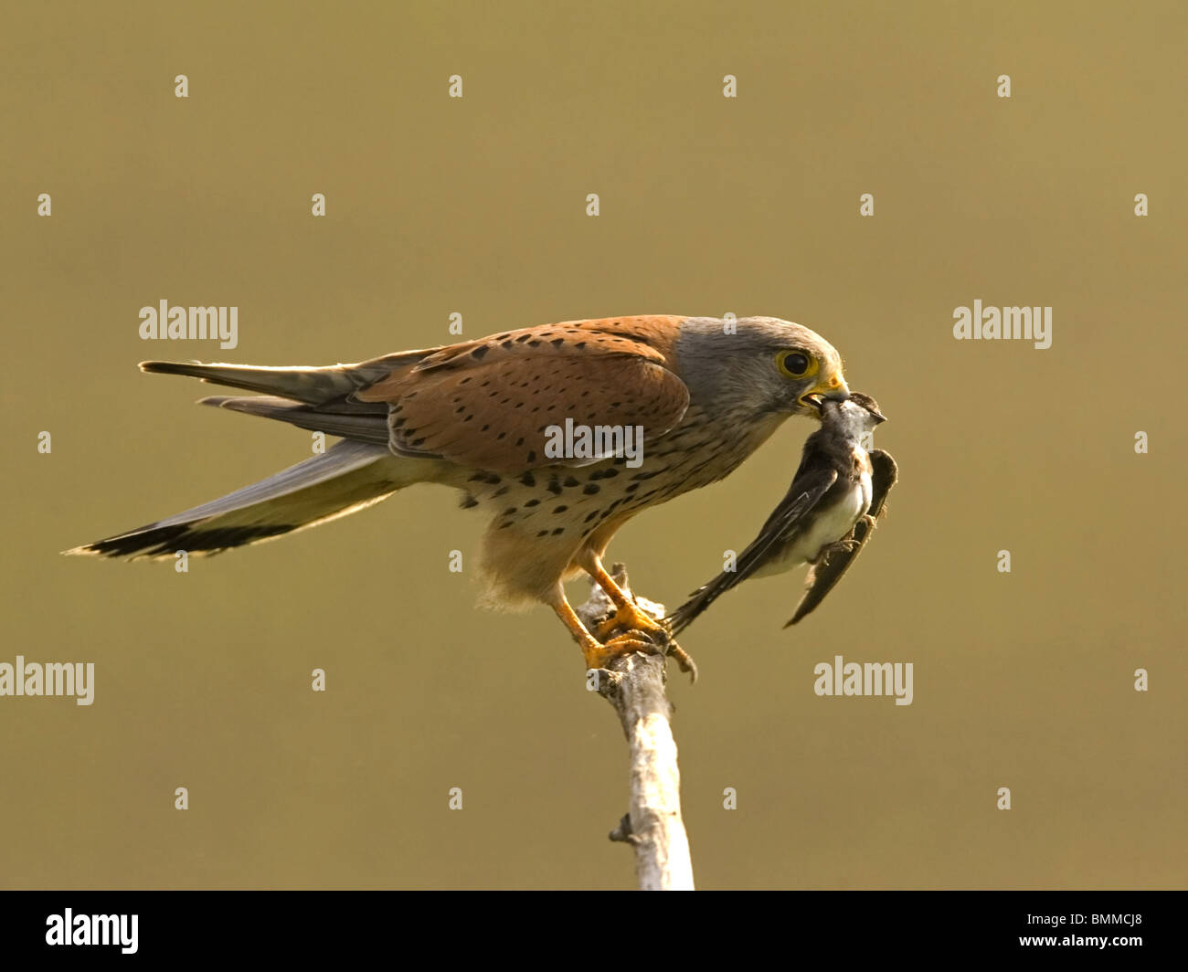 Kestrel with sand martin Stock Photo - Alamy