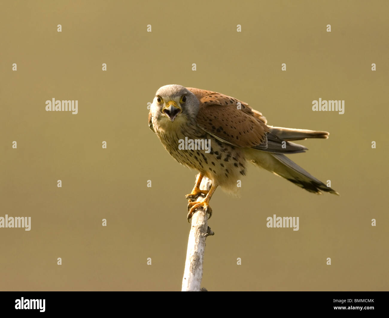 Male kestrel hi-res stock photography and images - Alamy