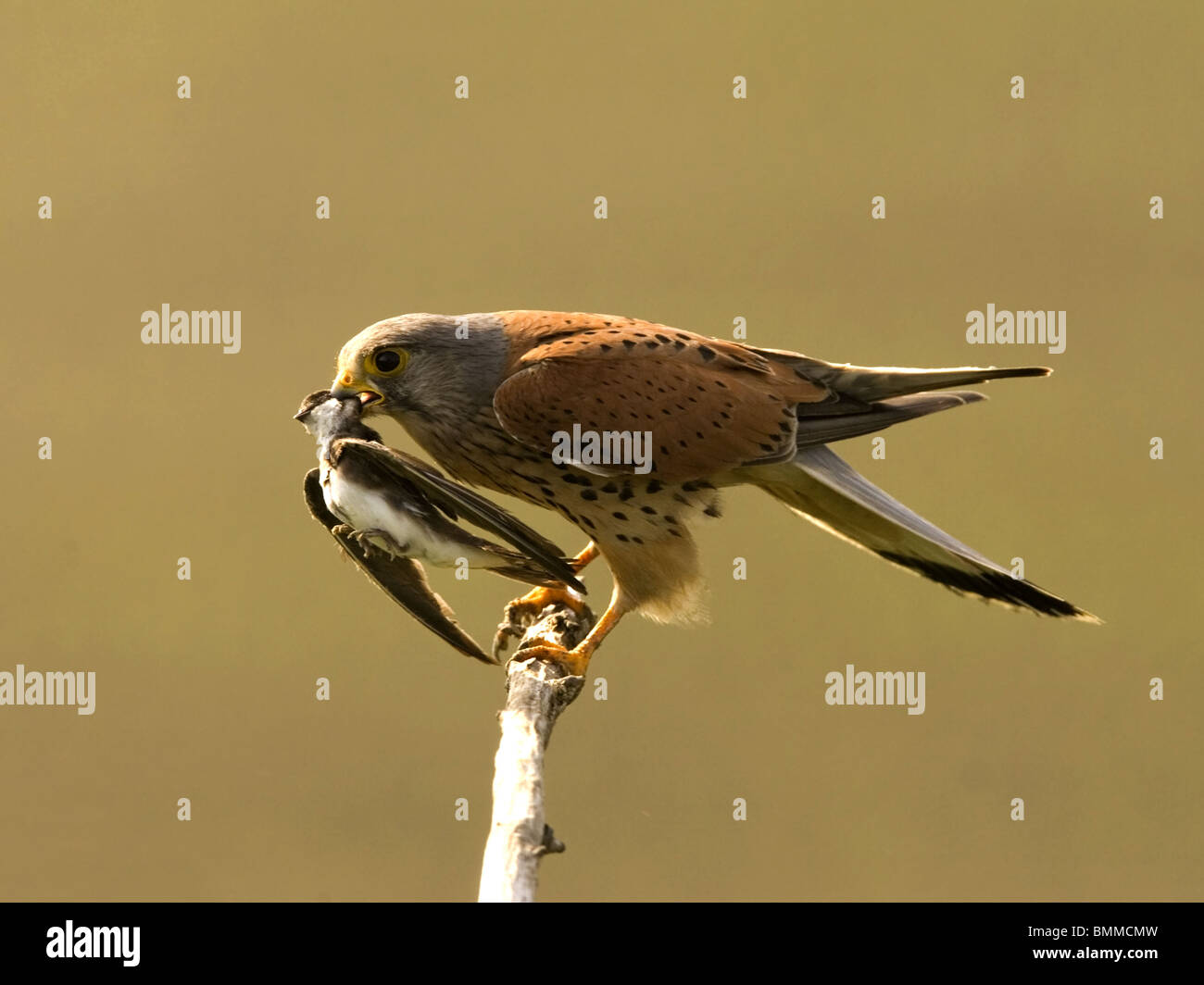 Common sand martin hi-res stock photography and images - Alamy