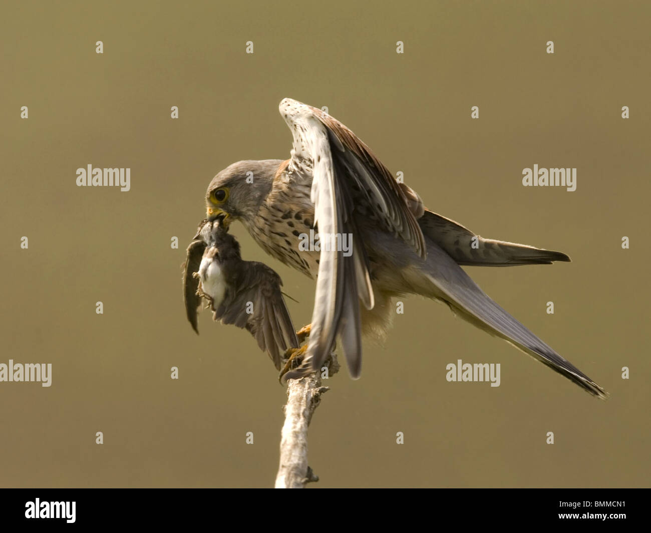 Common sand martin hi-res stock photography and images - Alamy