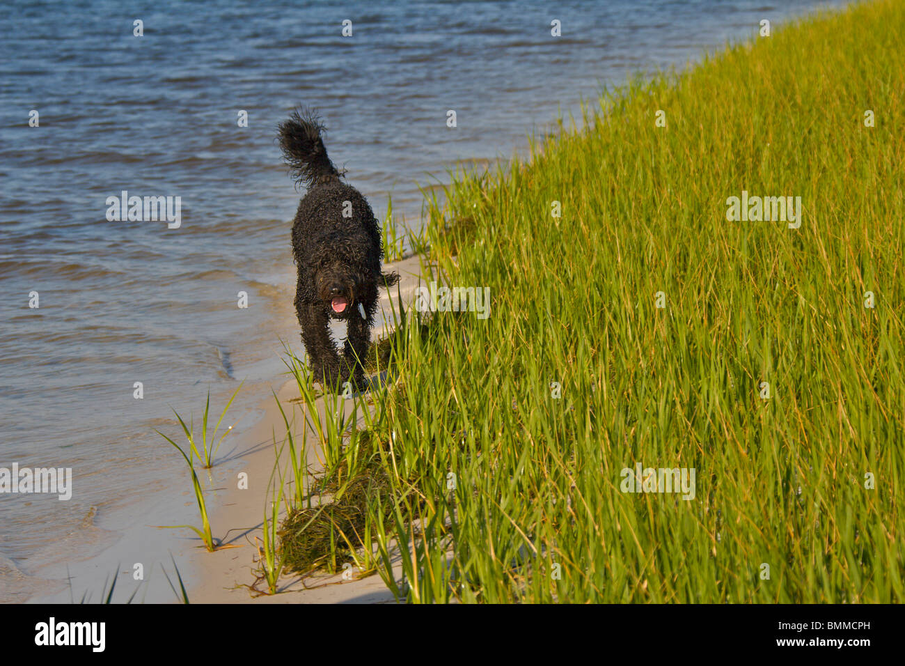 Labradoodle Dog walking down the shoreline of the beach with bright ...