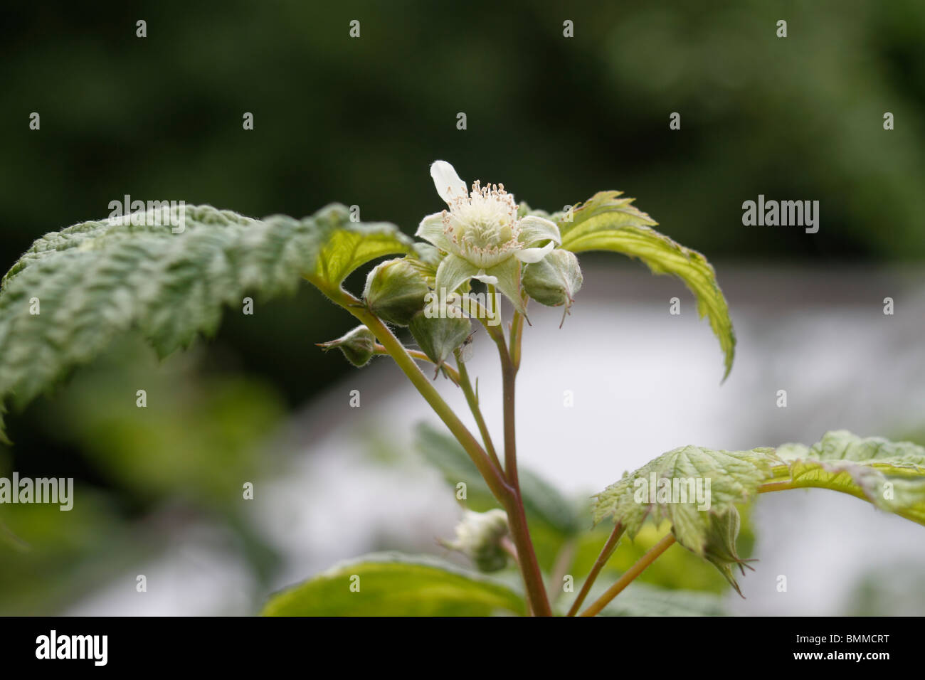 Fruit bearing plant hi-res stock photography and images - Alamy