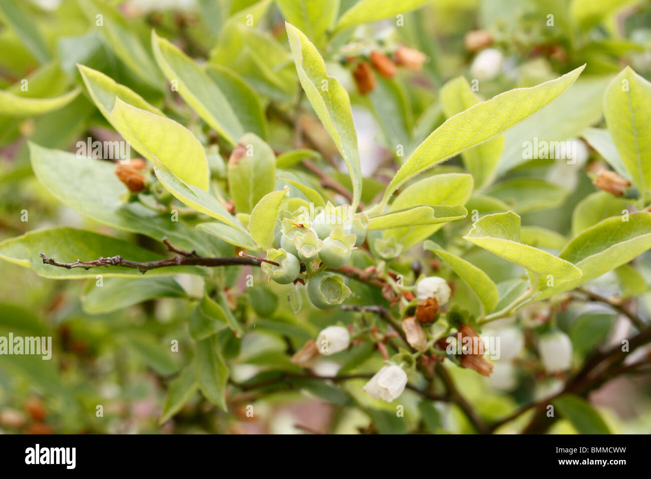 Unripe Blueberry fruit. Rabbiteye Blueberry (Vaccinium virgatum ...