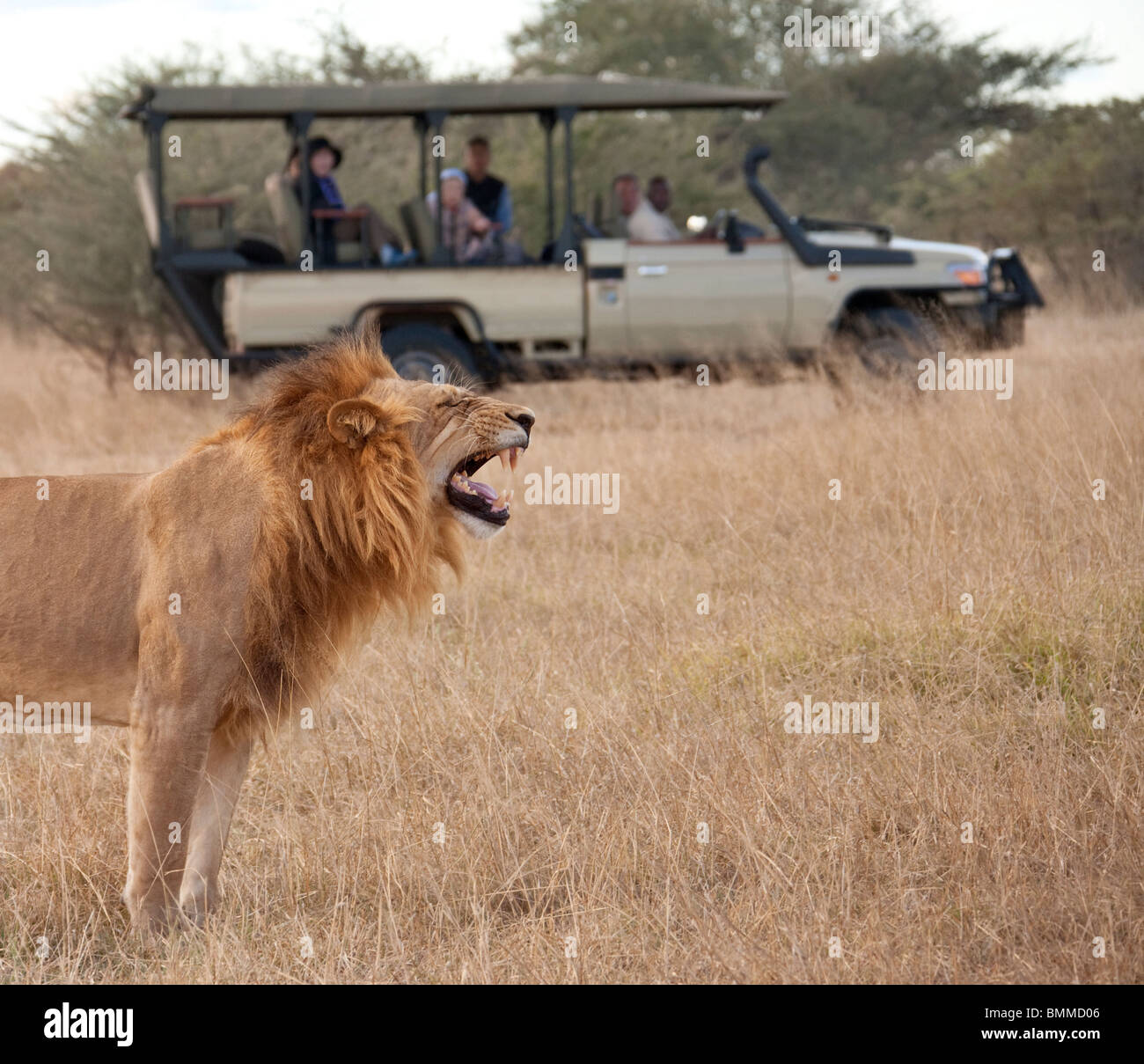 African lion cat hi-res stock photography and images - Alamy
