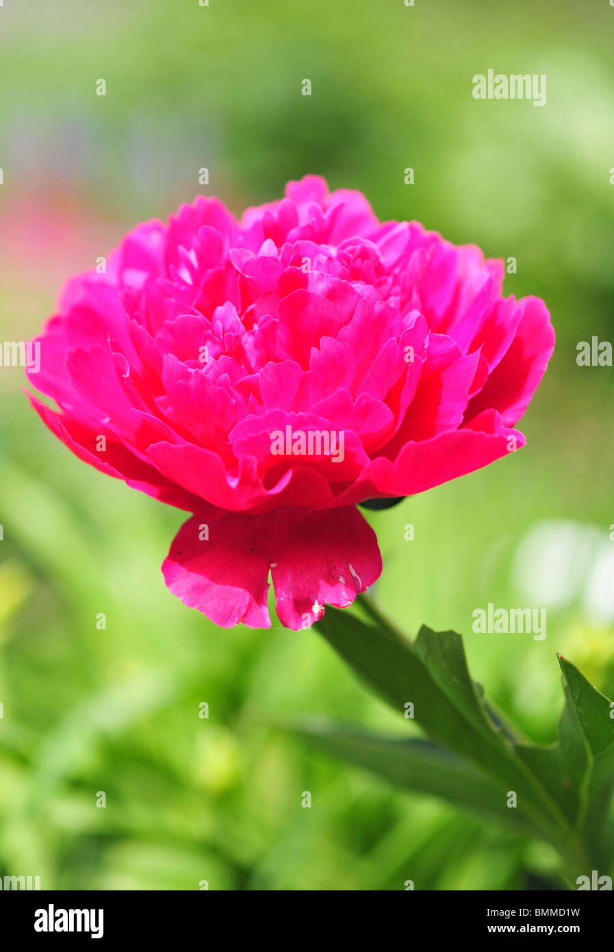 Kansas flower hi-res stock photography and images - Alamy
