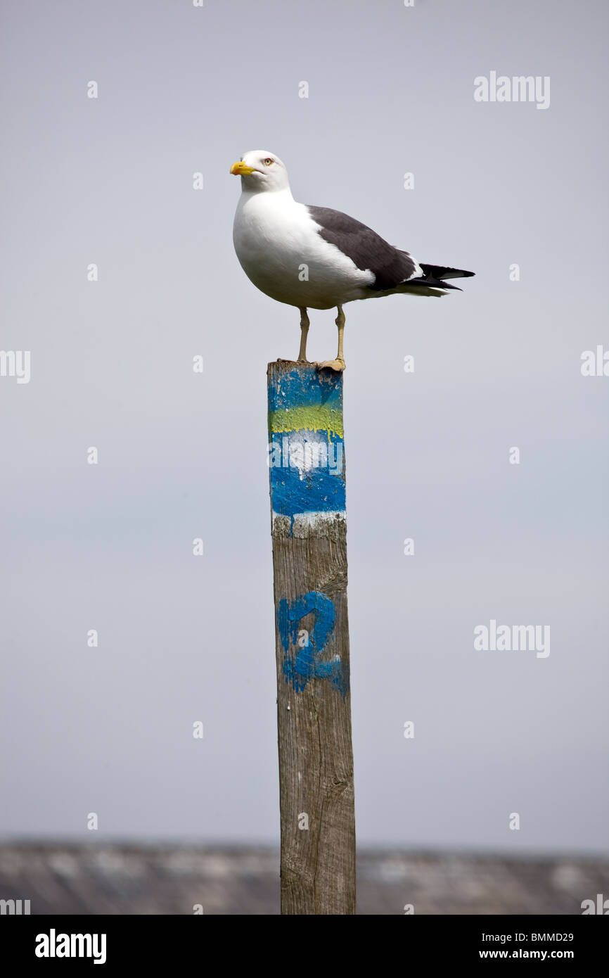 Seagull Flat Holm Island South Wales Stock Photo - Alamy