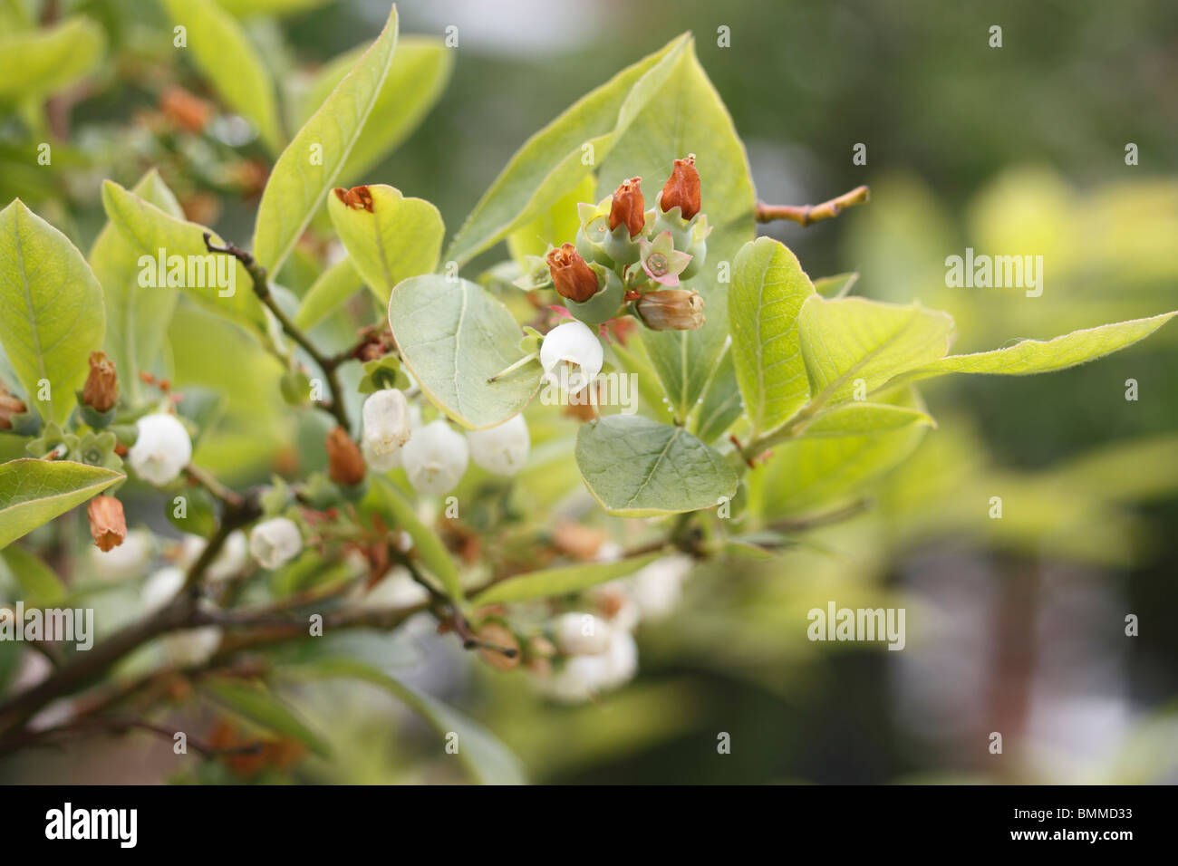 flowers and bud and developing fruit of the blueberry. Rabbiteye ...
