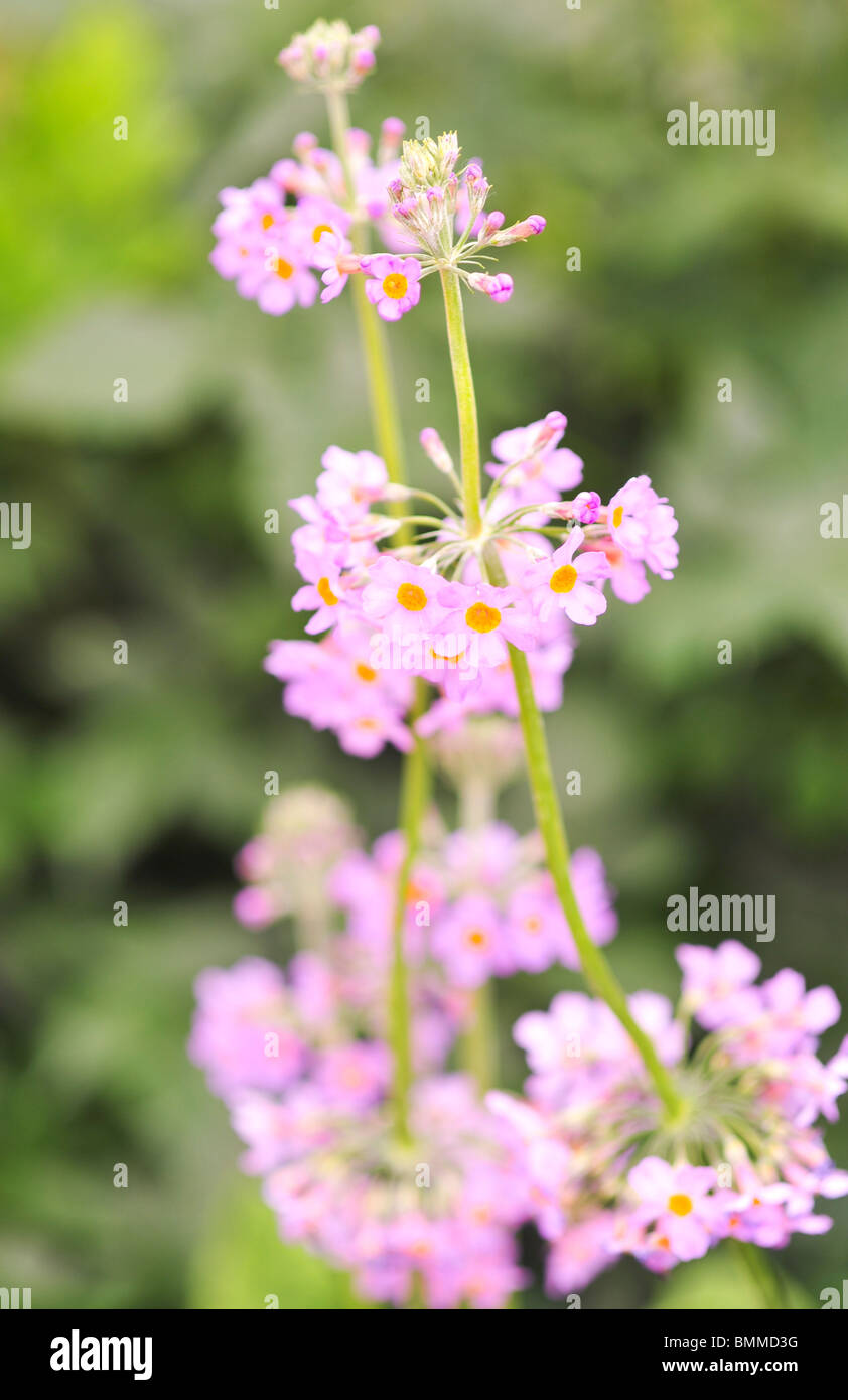 Primula beesiana (sp. candelabra primroses Stock Photo - Alamy