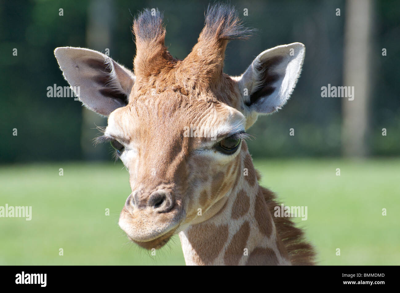 Young giraffe looking into camera Stock Photo - Alamy