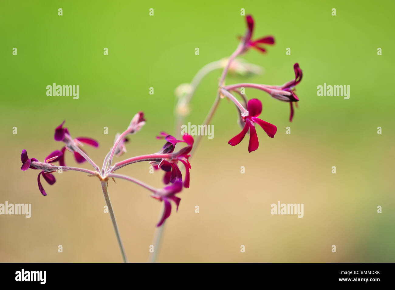 pelargonium sidoides (Umckaloabo, South African Geranium Stock Photo ...