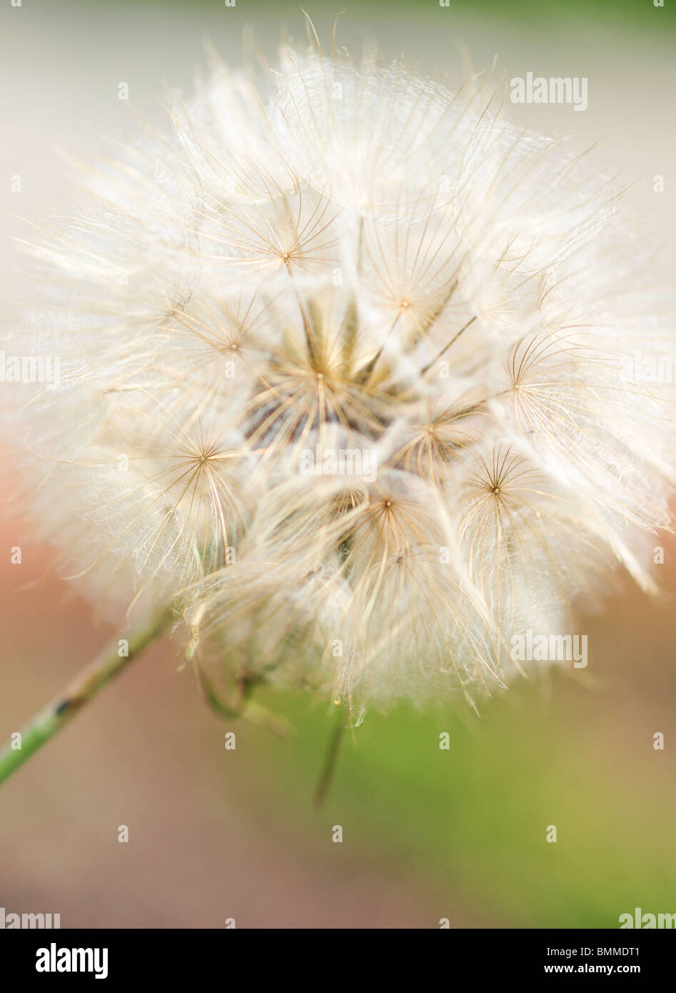 Taraxacum officinale seed hi-res stock photography and images - Alamy