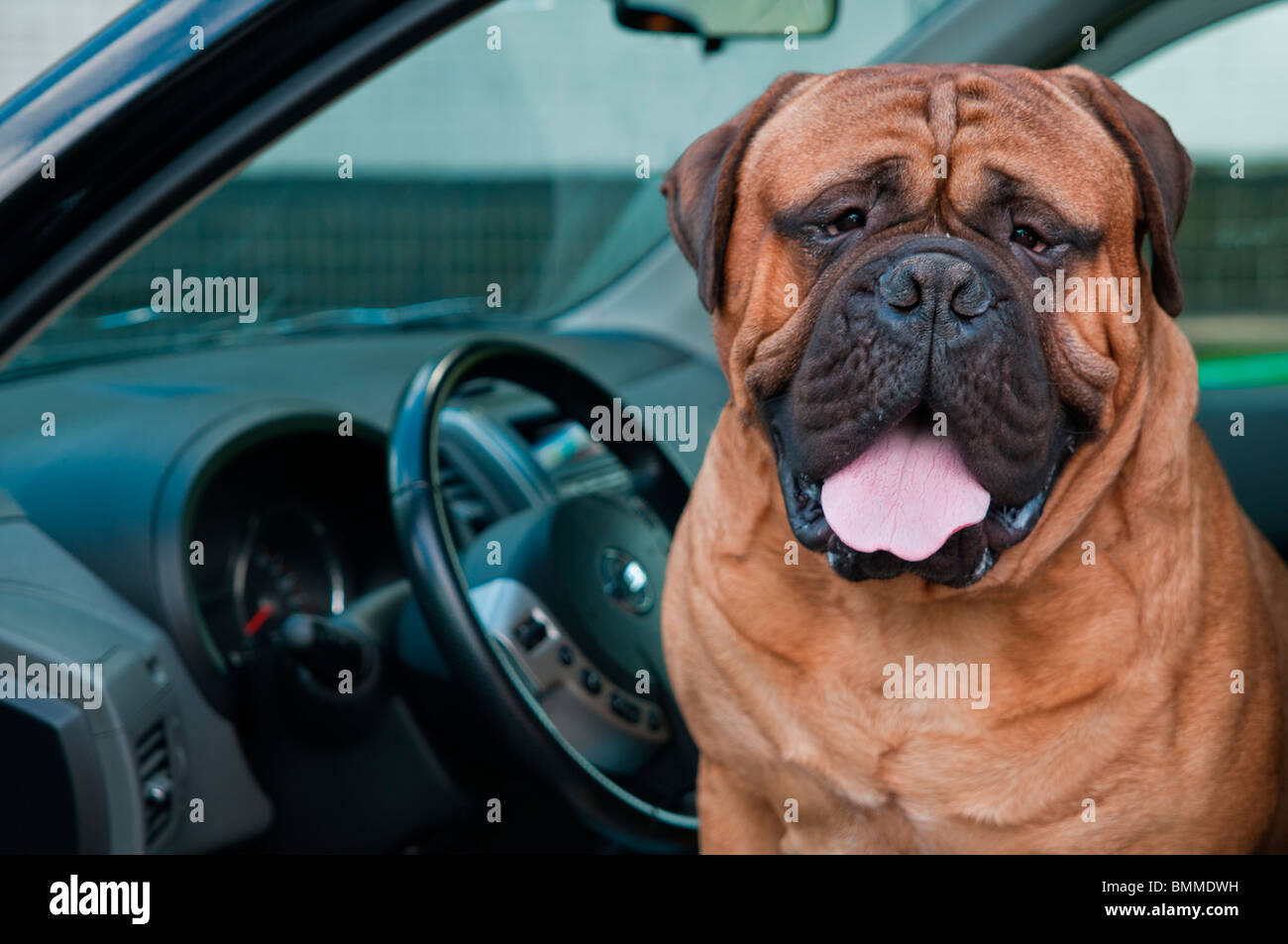 Big Dog sitting in a Drivers Seat Stock Photo - Alamy