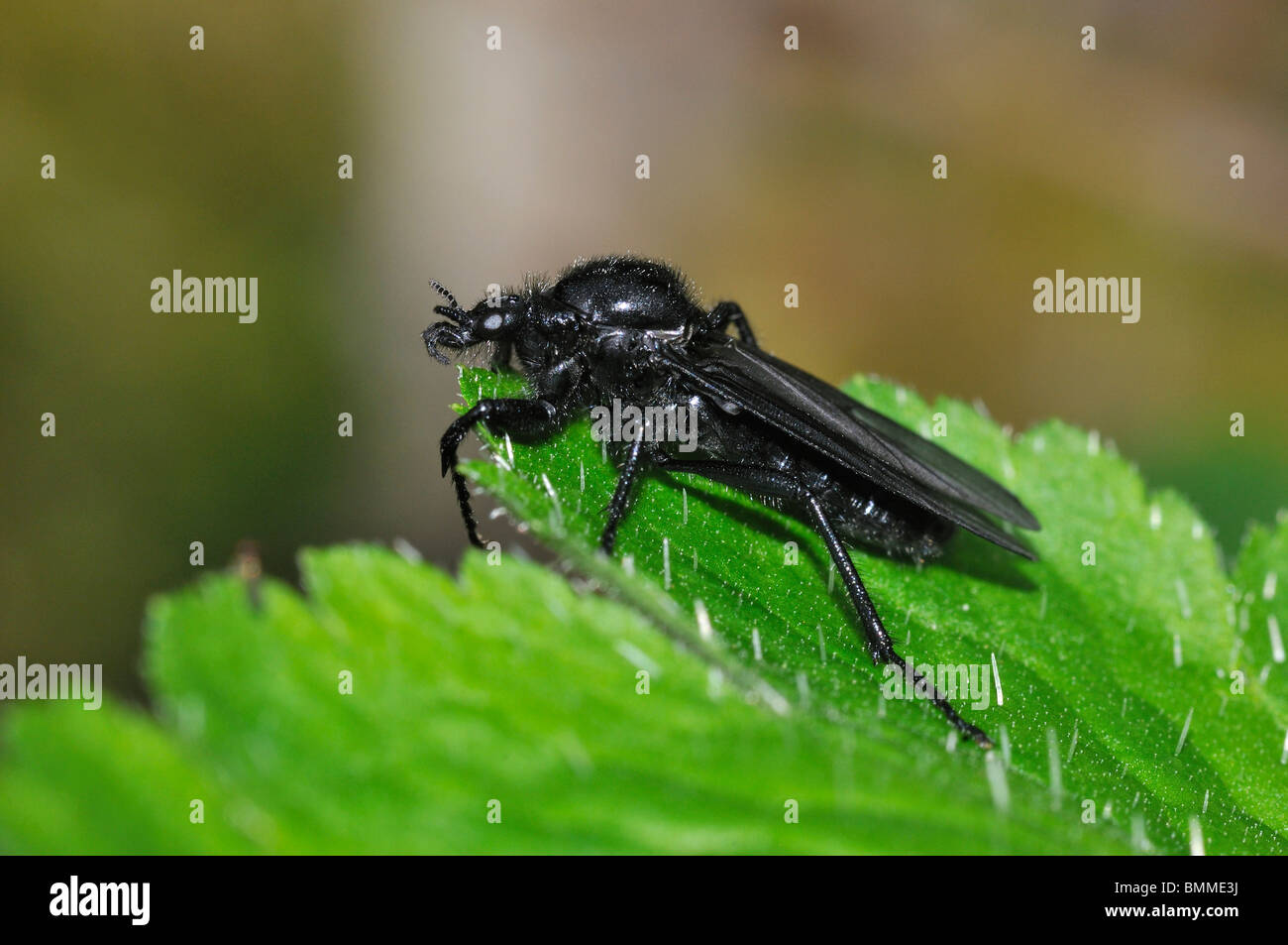 Female st marks fly hi-res stock photography and images - Alamy