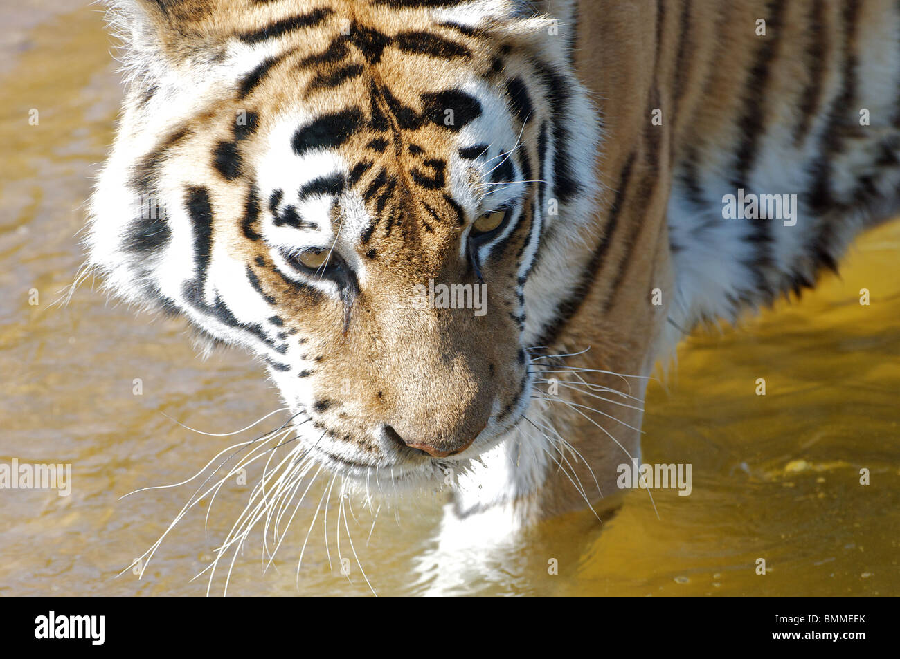 Tiger bathing hi-res stock photography and images - Alamy