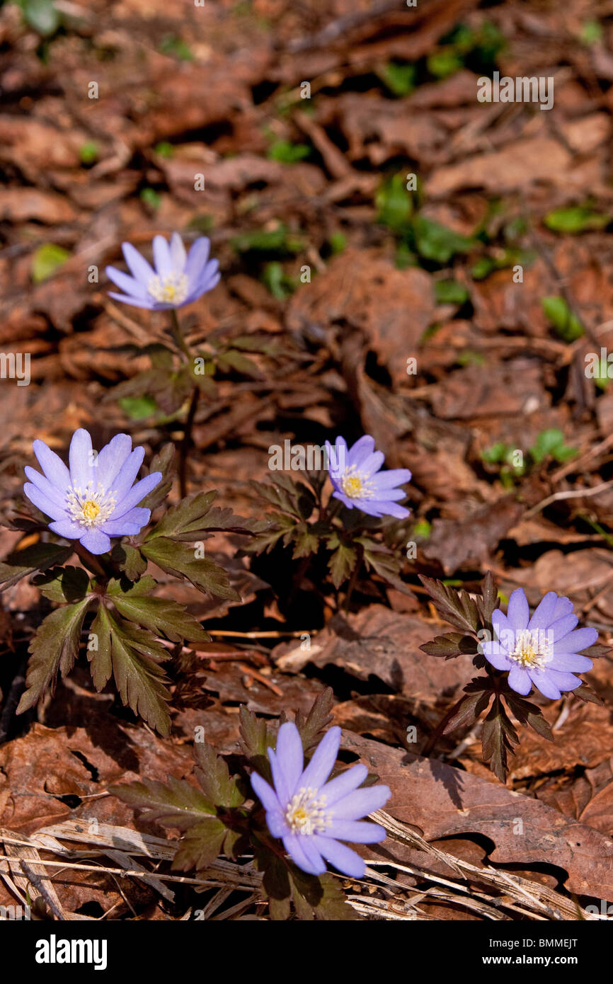Japanese blue Anemone flowering in the springtime forests of Togakushi ...