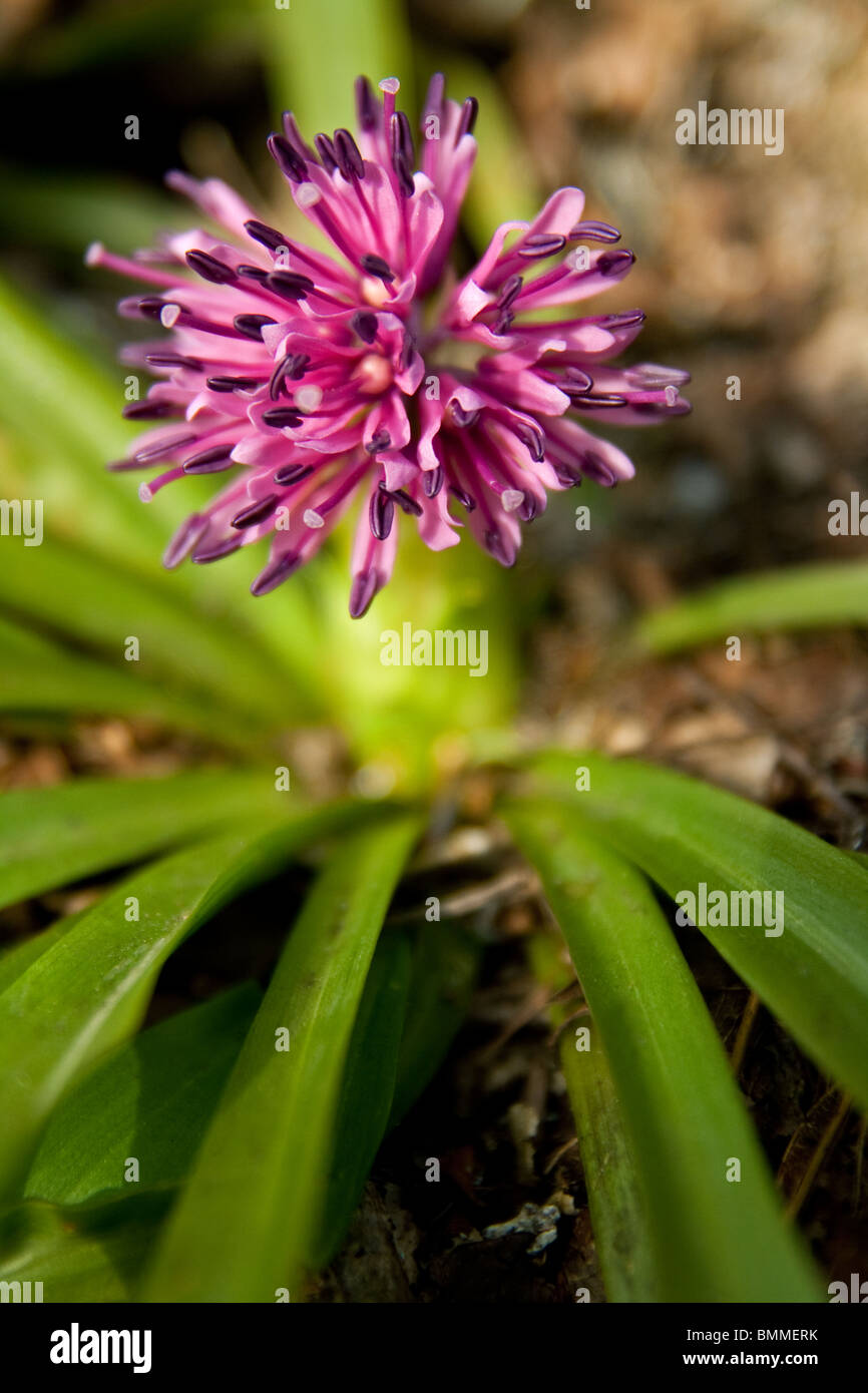 Heloniopsis orientalis (oriental swamp pink) growing wild in the ...