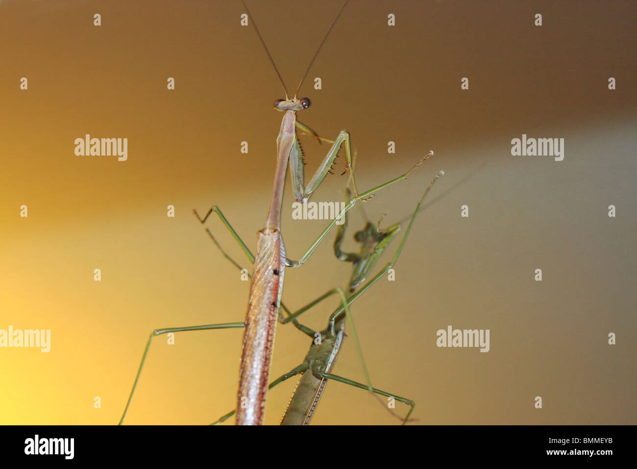 Stick insects hi-res stock photography and images - Alamy