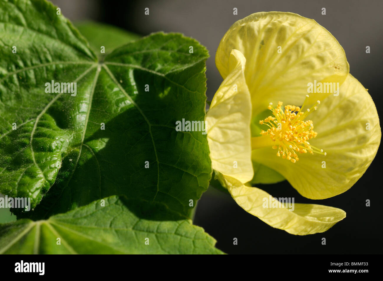 Abutilon pitcairnense hi-res stock photography and images - Alamy