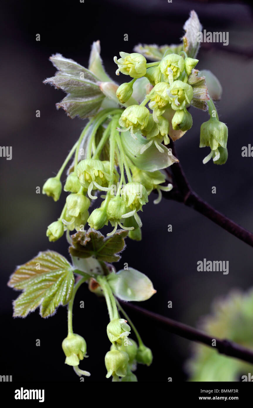 Acer flower hi-res stock photography and images - Alamy