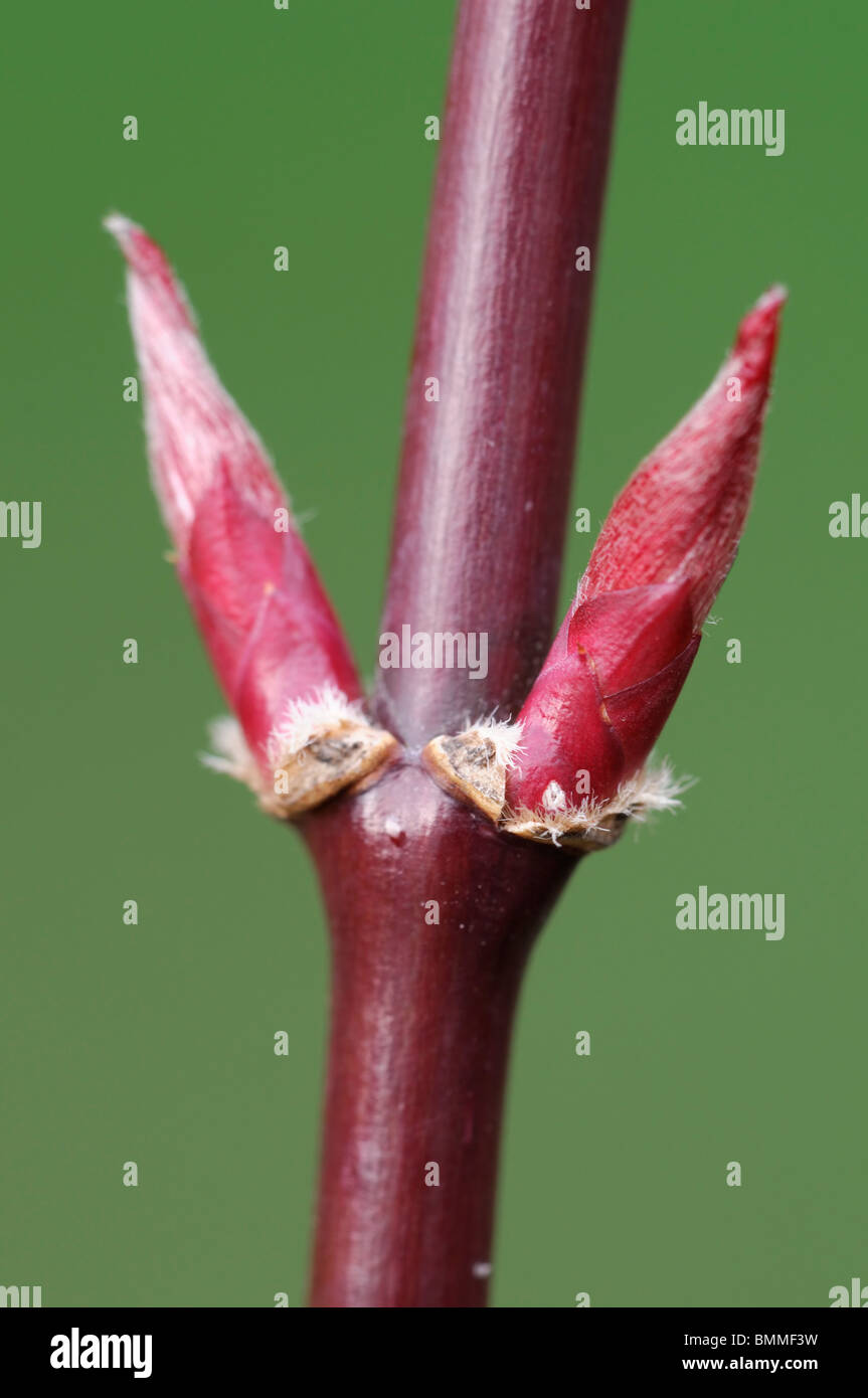 acer palmatum leaf bud bright scarlet red spring springtime Japanese ...