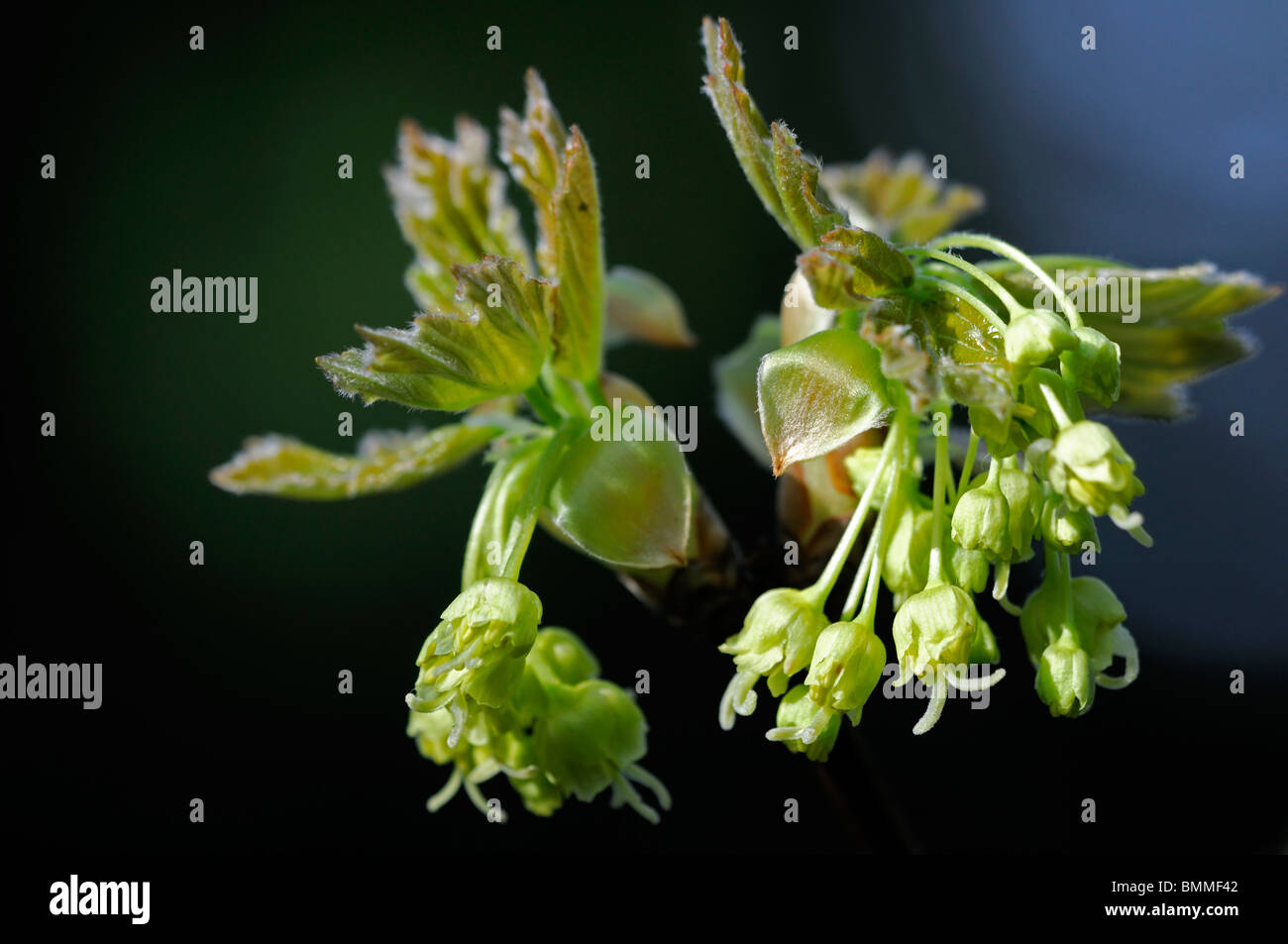 Acer x coriaceum 'Macrophyllum' (A. monspessulanum x A. pseudoplatanus ...