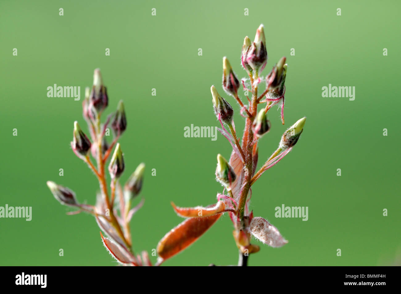 Amelanchier canadensis Canadian serviceberry Juneberry Shadblow ...