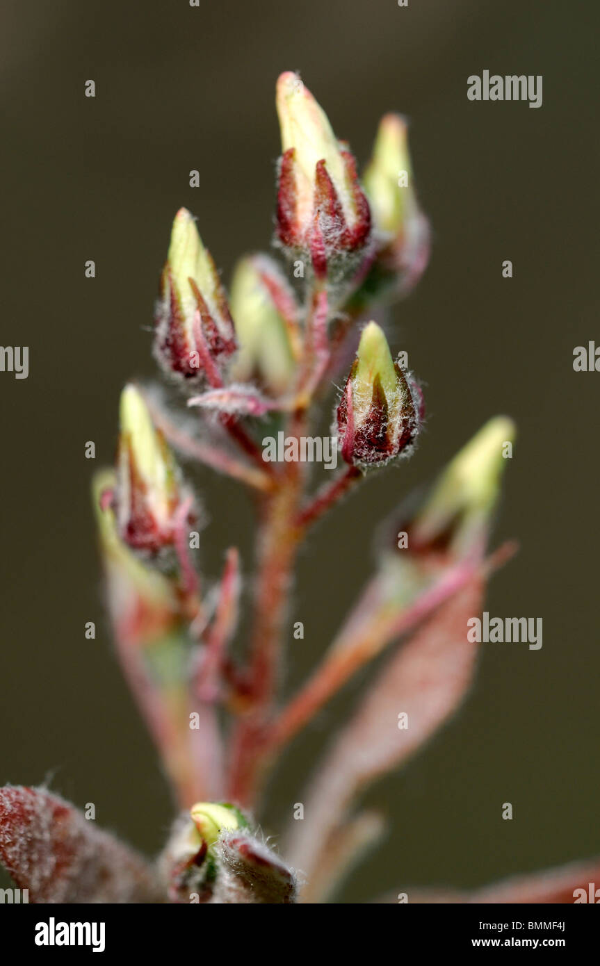 Amelanchier canadensis Canadian serviceberry Juneberry Shadblow ...