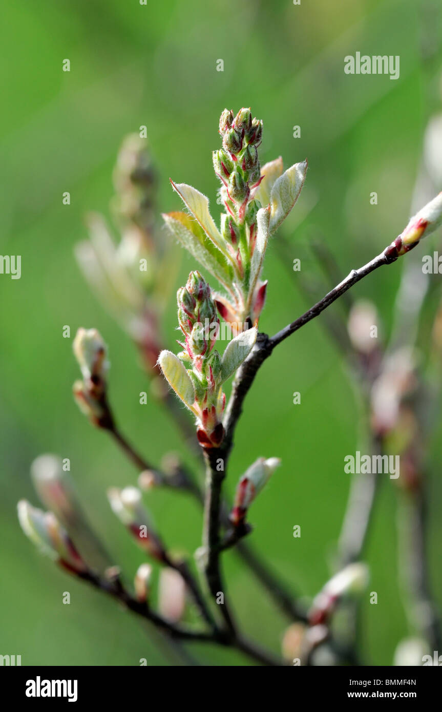 Amelanchier spicata thicket shadbush low juneberry dwarf serviceberry ...
