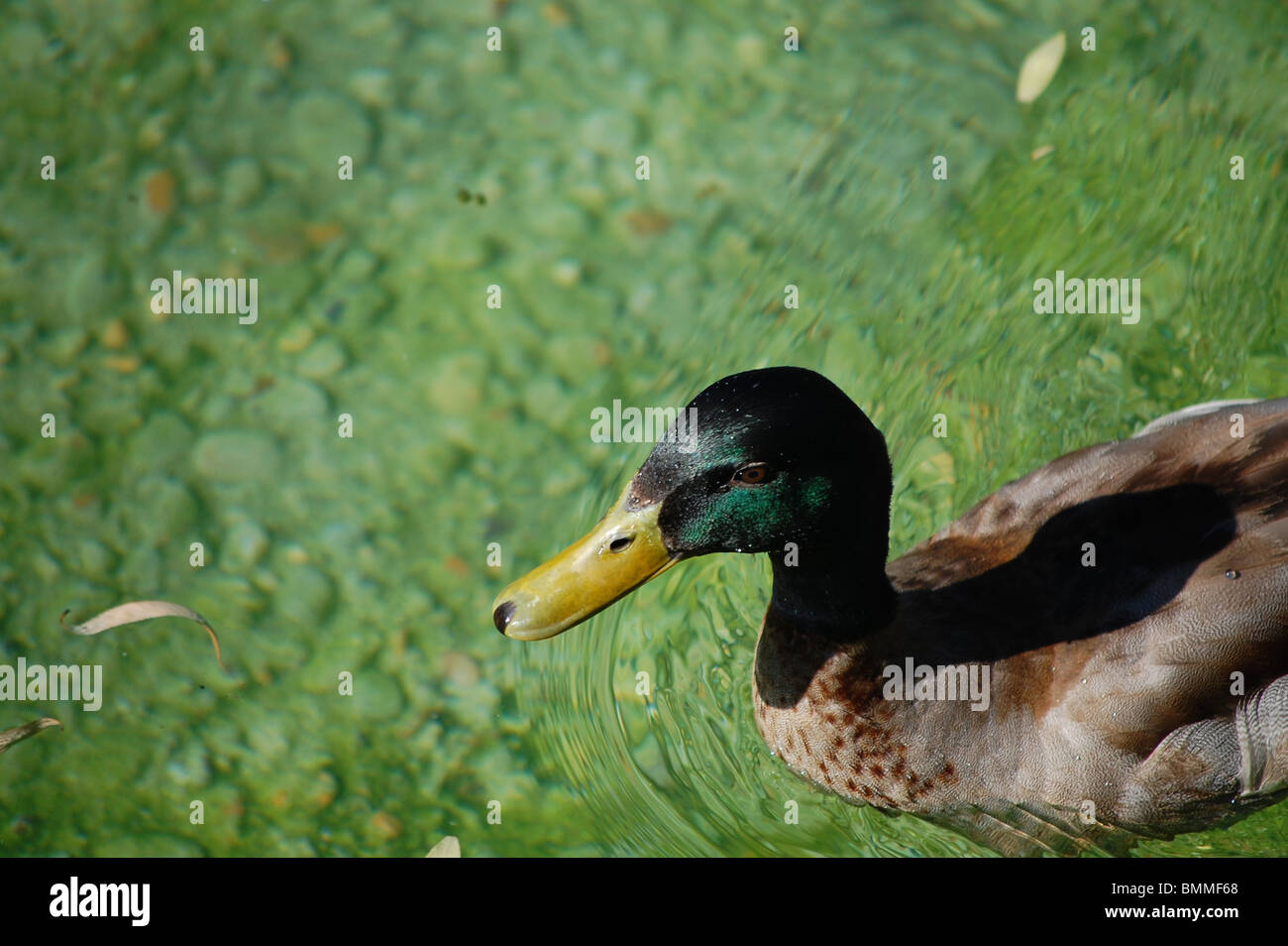 Mallard duck swimming in pond at philadelphia zoo Stock Photo - Alamy