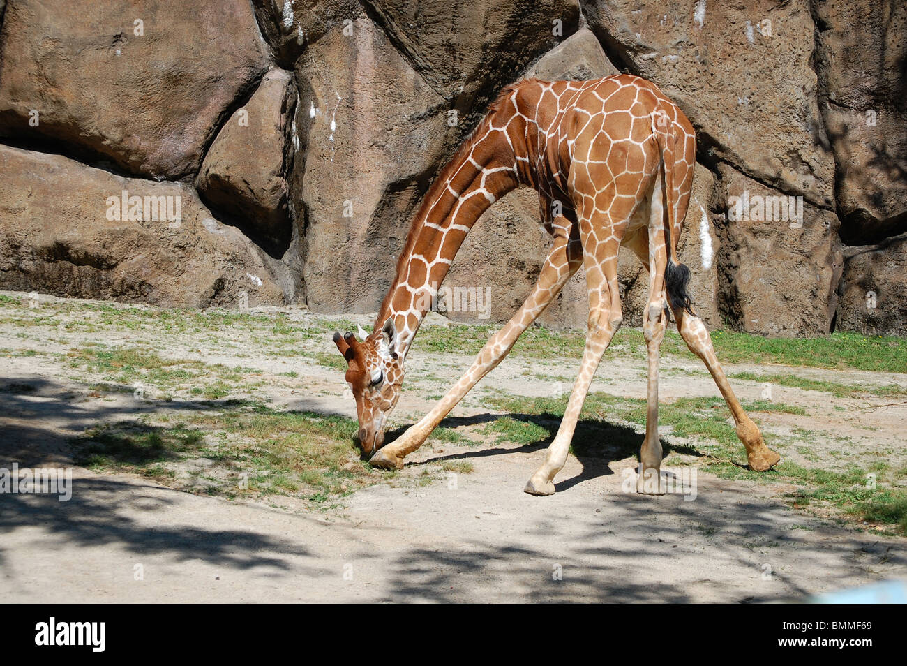 Giraffe bending hi-res stock photography and images - Alamy