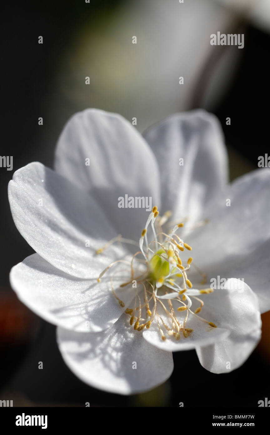 Thalictrum thalictroides anemone Rue-anemone spring ephemeral plant ...