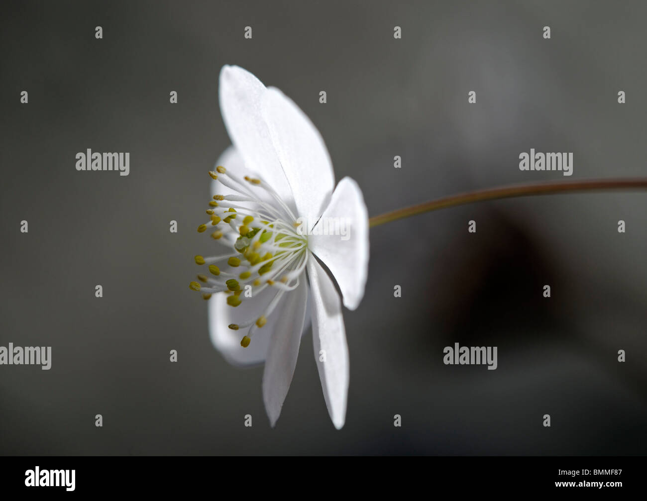 Thalictrum thalictroides anemone Rue-anemone spring ephemeral plant ...